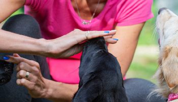 Animal Care Courses - Macquarie Community College