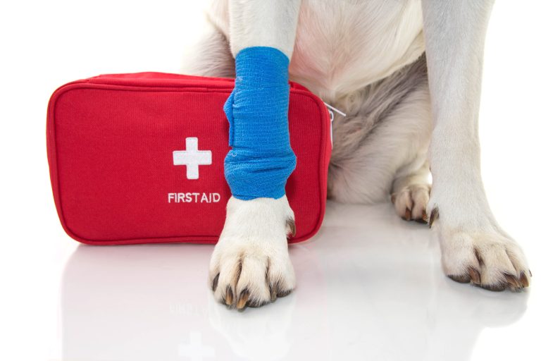 Dogs Matter - Canine First Aid - Macquarie Community College
